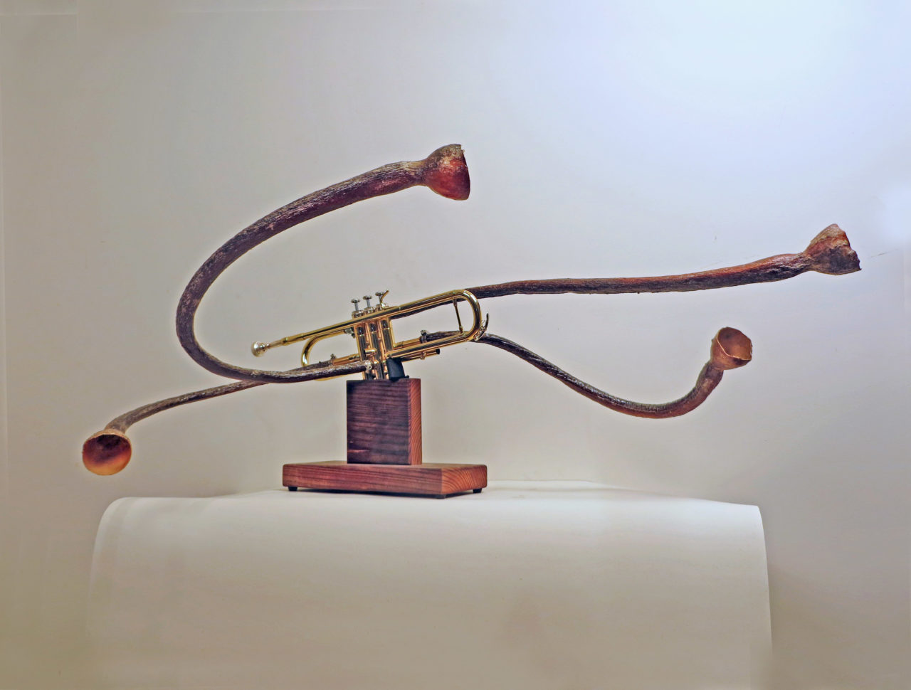 MANY-BELLED KELP HORN | Bart Hopkin